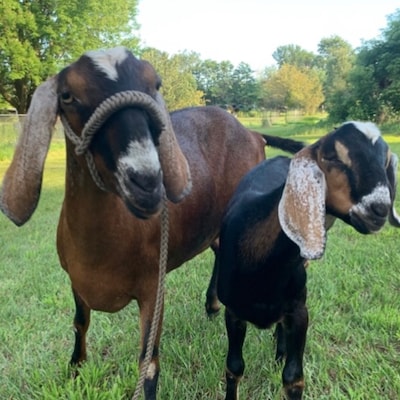 Goat / Sheep Rope Halter leander Braided Paracord - Etsy