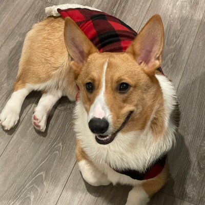 Custom Corgi Hoodies - Etsy