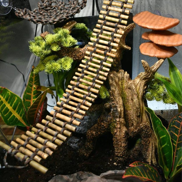 Bamboo Bridge - 2.5" Width - (perfect for Young Crested Geckos, Tree ...