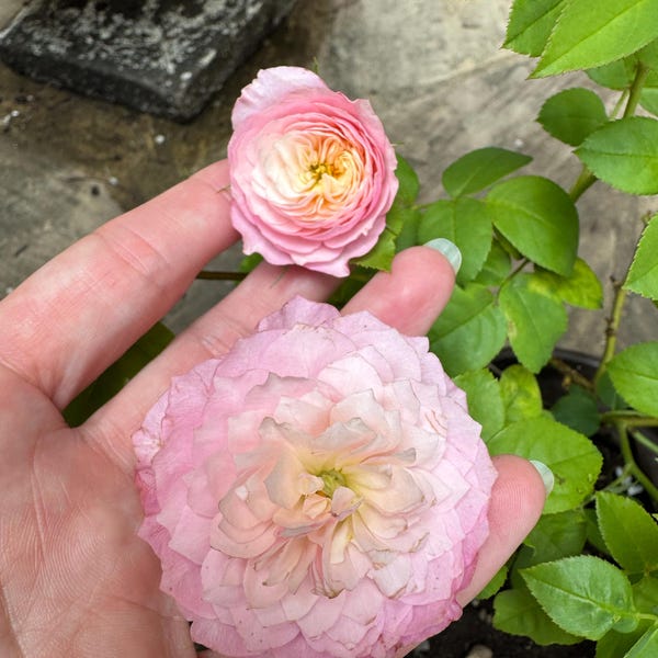 Blue Storm Rose. Disease Resistance. Live Plant. 2 Year Old Big Plant ...