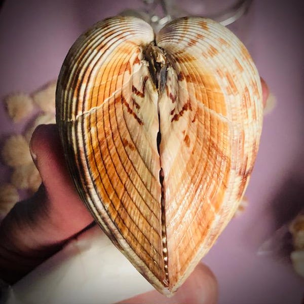 15 Channeled Duckclam Shells, Sea Shells, Florida Sea Shells, Sanibel ...