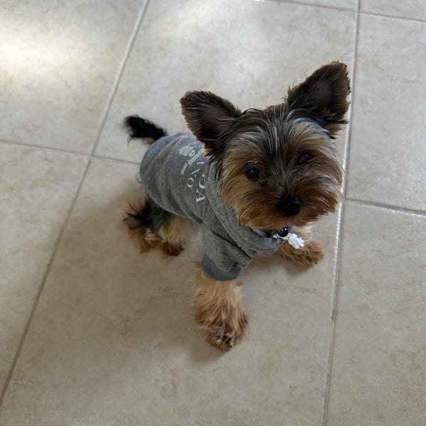 Designer Dog Hoodie or Shirt Prada "pawda" Fun Trendy Cozy Pet Sweater ...
