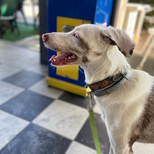 Dog Neck Band With Name. Custom Pet Id. Engraved Dog Collar. - Etsy