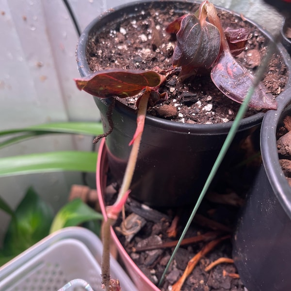 Aglaonema Ruby Ray 2” Plant **(ALL Plants Require You to Purchase ANY 2 ...