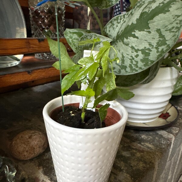 Chinese Lantern Plant in 3" Pot. - Etsy