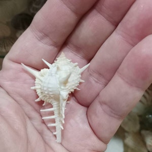 Large Specimen Grade 63.1mm CONUS Regius Royal, Crown Cone SEASHELL JB ...