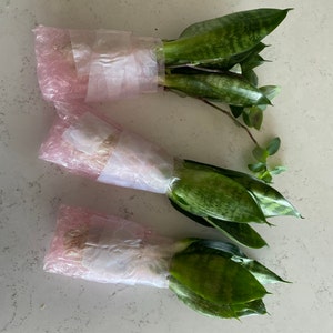 Special 8 Plant Bundle - Etsy