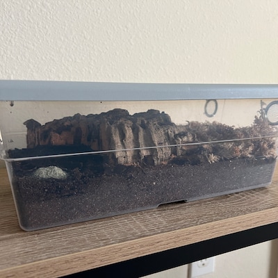 Vented Enclosure 16 Quart Reptile Isopod Terrarium Vivarium Container ...