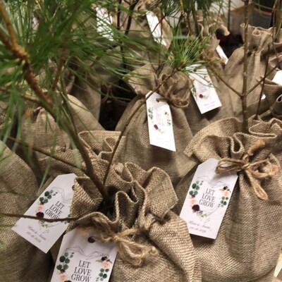 L 22 Nursery Bulk Seedlings White Pine Tree Starter Seedlings 4 to 6 ...