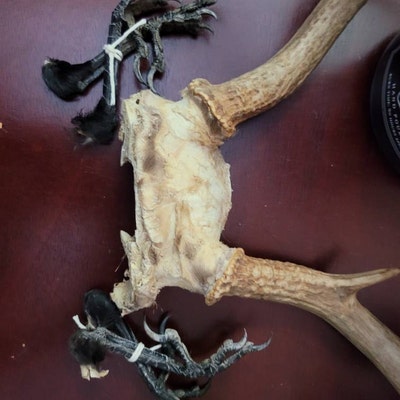One Pair 2 Crow Feet Foot Talon Claws Taxidermy Fetish Curio Bones Art ...
