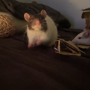 Large Chunky Wood Pet Perch for Cage, Pet Rat Toy Accessories, Rat ...