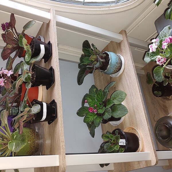 Kei Yoki African Violet Starter Plant (ALL PLANTS Require You to ...