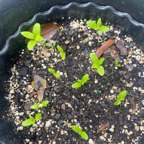 Shiny Blueberry | 25 Seeds | Vaccinium Myrsinites | Organic & Non-gmo ...