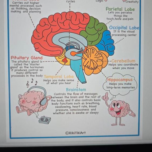 Human Brain Anatomy Bundle, Printable Homeschool Curriculum Preschool ...