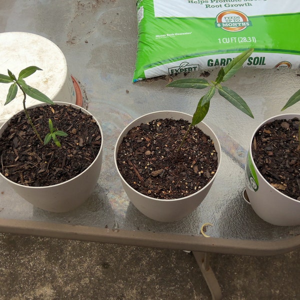Fakahatchee Grass | LIVE PLANT | Eastern Gamagrass | Accent | Border ...