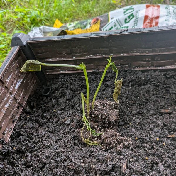 Blushing Lilac Cuttings 'krasavitsa Moskvy' Live Plant Cutting No Roots ...