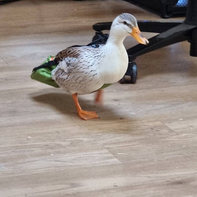 High Quality ORIGINAL Duck Chicken Goose Diaper Harness - Etsy