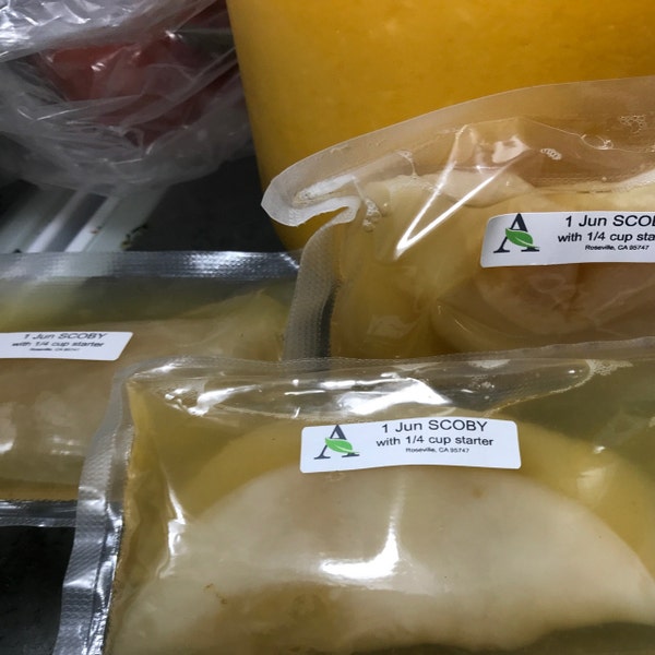 Authentic Honey JUN SCOBY W/starter Fermenting Instructions Champagne ...