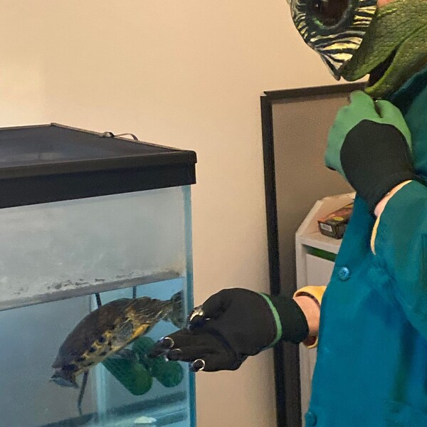 Green Sea Turtle, Costume Mask, Loggerhead Turtle, Custom Made ...