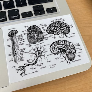 Laptop Sticker Anatomy Neuro Brain Diagram Vinyl, Nursing Student ...
