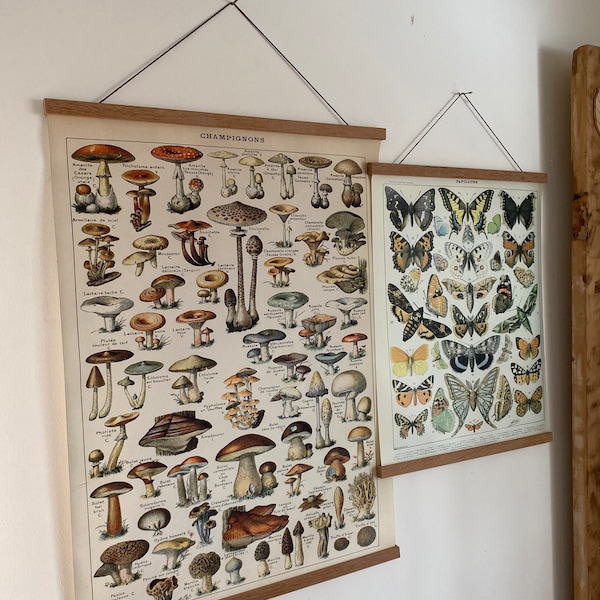 Vintage Wall Posters | Animals and Insects Wall Pictures | Mushrooms ...