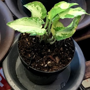 Syngonium Three Kings Starter Plant ALL STARTER PLANTS Require You to ...