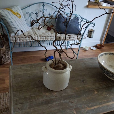 Contorted Willow, Natural Corylus, Twisted Hazel 60cm. - Etsy UK