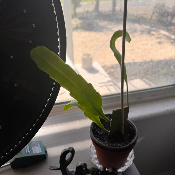 In Pot Live Well-rooted Queen of the Night Cereus Plant Cactus Orchid ...