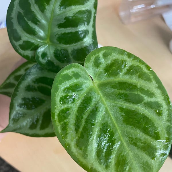 Chester Fern Starter Plant ALL STARTER PLANTS Require You to Purchase 2 ...