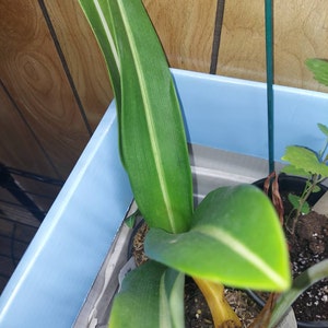 Colocasia Maximus Gigante PP28,001 - Etsy