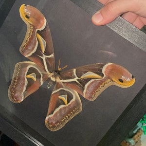 Rare Pink Form Gaudy Commodore Butterfly Framed Taxidermy Precis ...