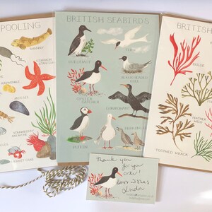 Rockpooling Fine Art Print Hand Painted Rockpool Creatures - Etsy