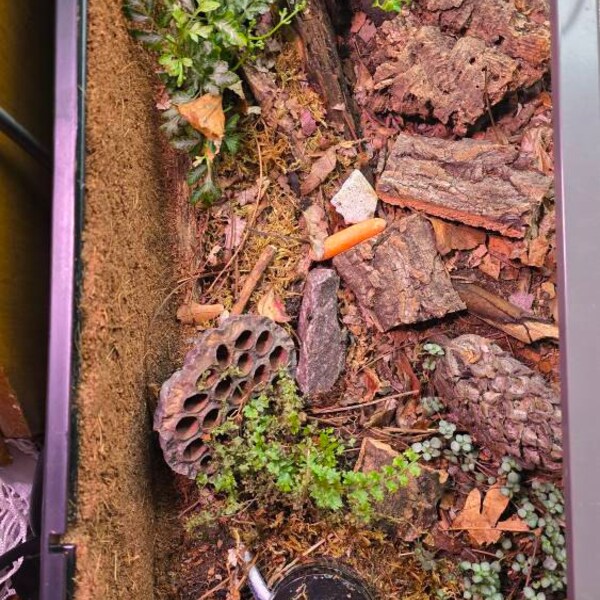 Terra-pod, Slow Wicking Ollas Style Pods for Invertebrate Bins ...