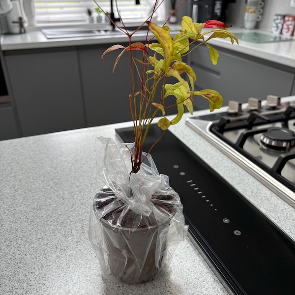 Rose 'fantastic at 60' - Happy Birthday Rose Gift Wrapped With Huge Bow ...