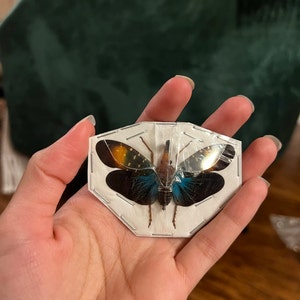 OVERSTOCK: Real Blue Lanternfly Pyrops Gunjii - Etsy