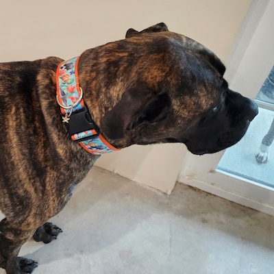 Ocean Friends Dog Collar 2 Inch Wide Collar Buckle or Martingale Collar ...