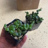 String of Watermelon Succulent Plants - Etsy
