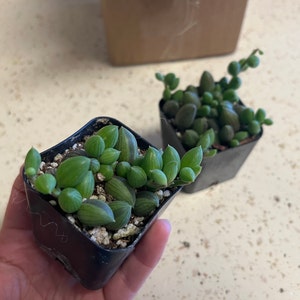 String of Watermelon Succulent Plants - Etsy