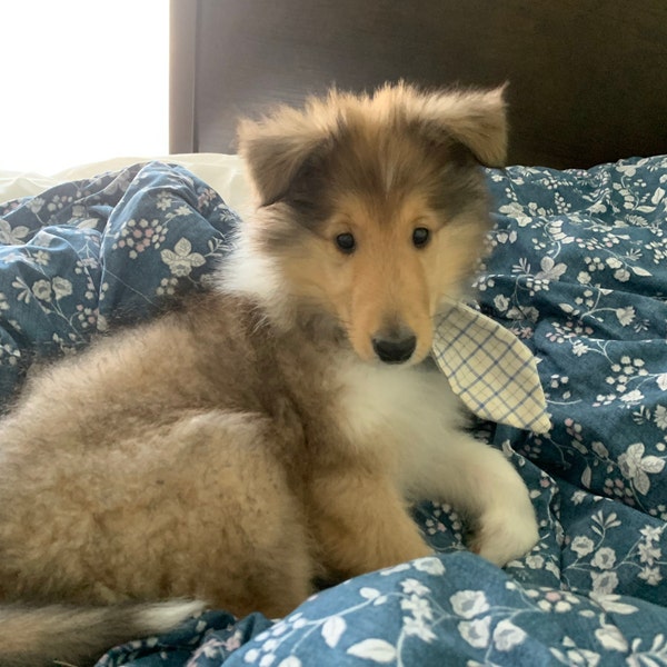 FLUFF || Fluffy Lining / Colour Change - Etsy