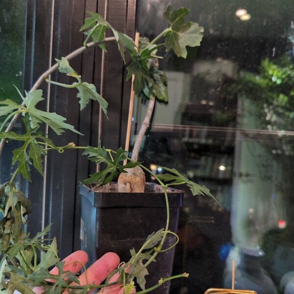 Lupine, Russell 'peach & Pink' Seeds - Etsy