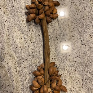 Shaman's Talking Stick Made of Chonta Wood Decorated - Etsy