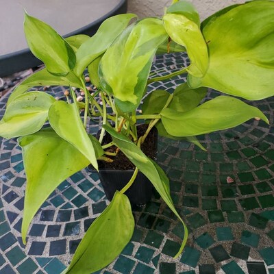 LIVE 4 Pot Syngonium Nephthytis / White Butterfly, Arrowhead Plant ...