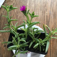 Red Lampranthus Ice Plants Drought Tolerant Coastal Hardy Trailing ...