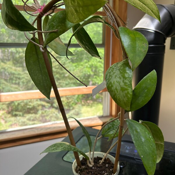 Hoya Rangsan Splash ((((hoya)))+phyto-cer//// - Etsy