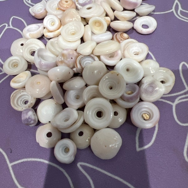 Large Hawaiian Cone Shells Abbreviated Cone Golden Yellow Cat Cone ...