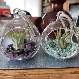 Mini Red Coral Terrarium Kit with Tillandsia Air Plant | Etsy