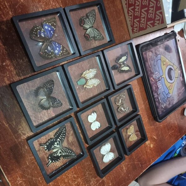 5-100PCS Real Butterfly Specimen Taxidermy Insect Butterflies Decor ...