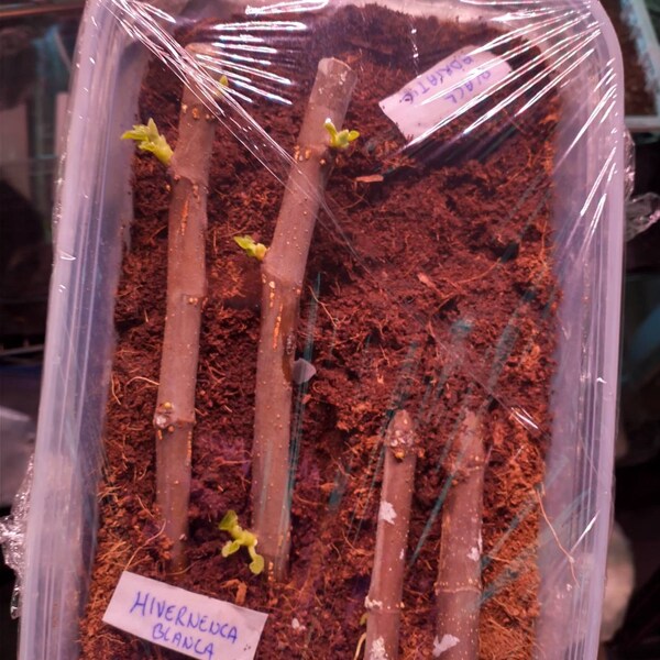 X2 Lays Potato Chips Tzatziki Flavored Snacks - Etsy