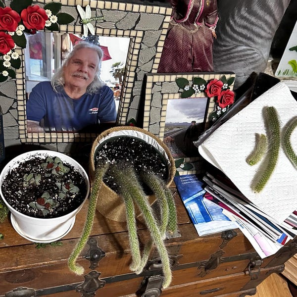 6" Monkey Tail Cactus | Hildewintera Hanging Pot Long and Hairy Tails ...