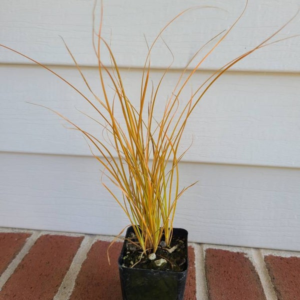 Orange New Zealand Sedge -carex Testacea - Versatile and Easy to Grow ...